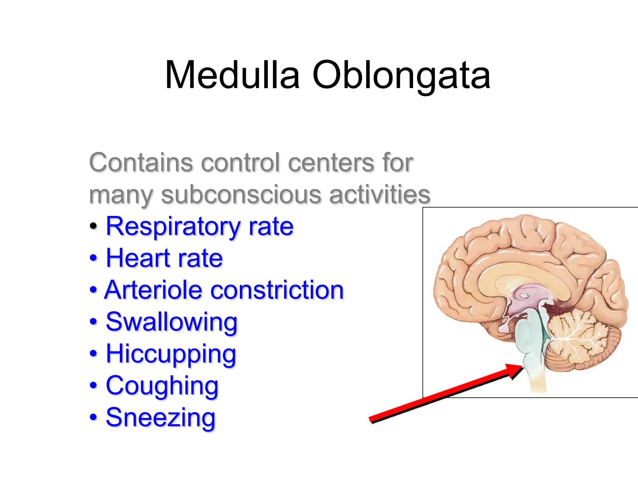 Brain and Cranial Nerves.ppt