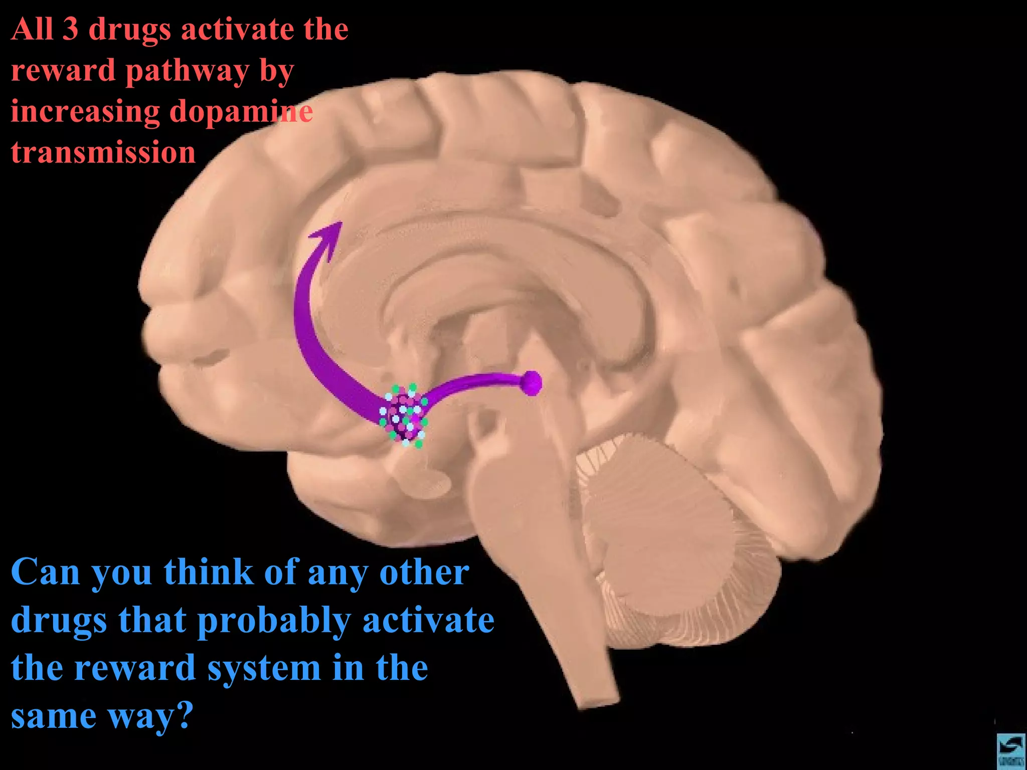 Brain and drugs. | PPT