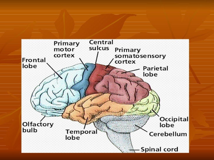 Brain And Five Senses