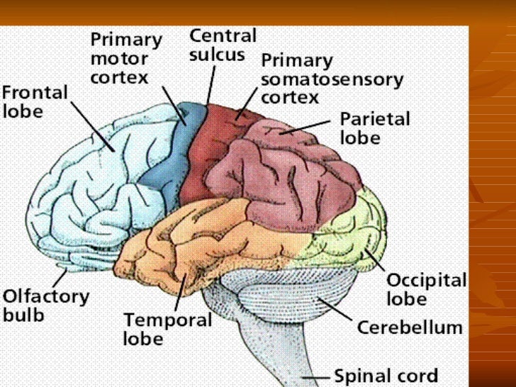 Brain And Five Senses