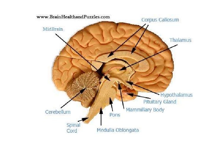 [DIAGRAM] Labeled Pig Brain Diagram - MYDIAGRAM.ONLINE