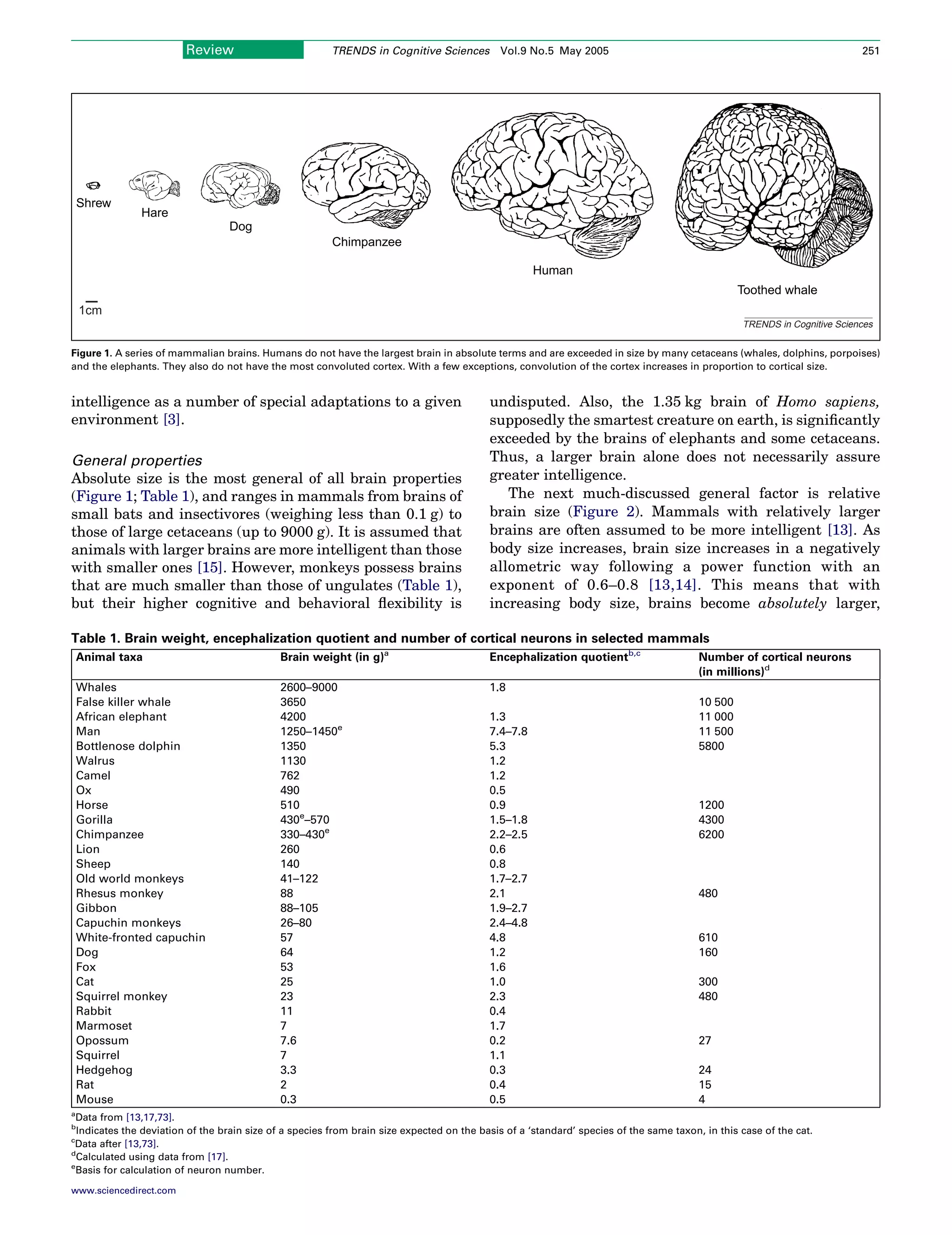 Brain and intelligence evol | PDF