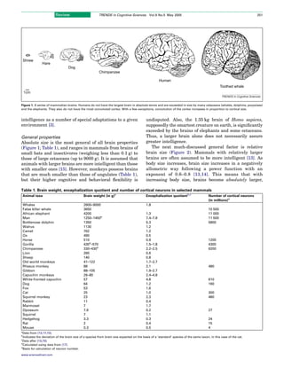 Brain and intelligence evol | PDF