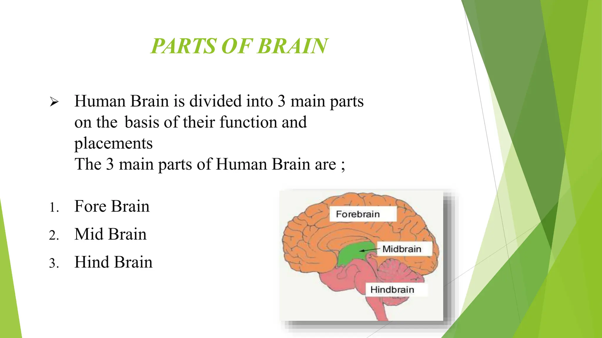 BRAIN AND ITS PARTS.pptx