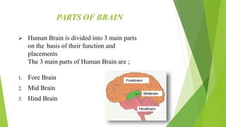 BRAIN AND ITS PARTS.pptx