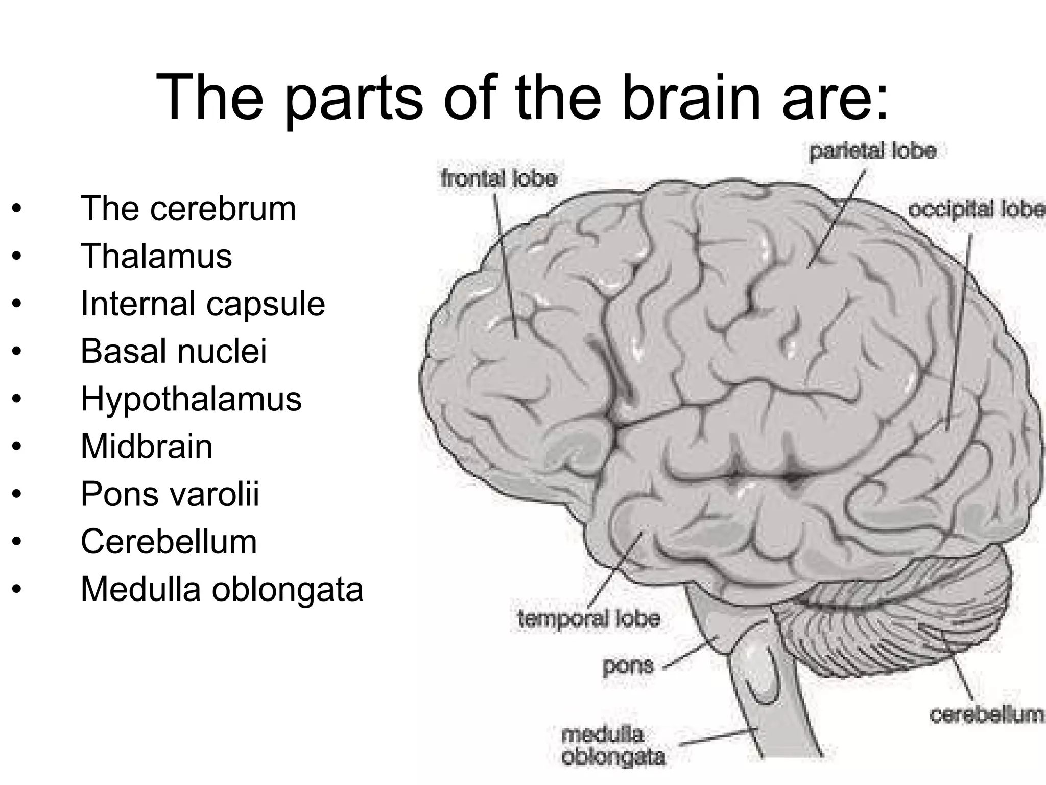 Brain And Its Parts2 | PPT