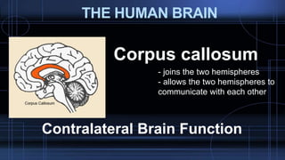 Brain and Language | PPTX
