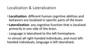 Brain and Language | PPT | Free Download