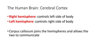 Brain and Language | PPT