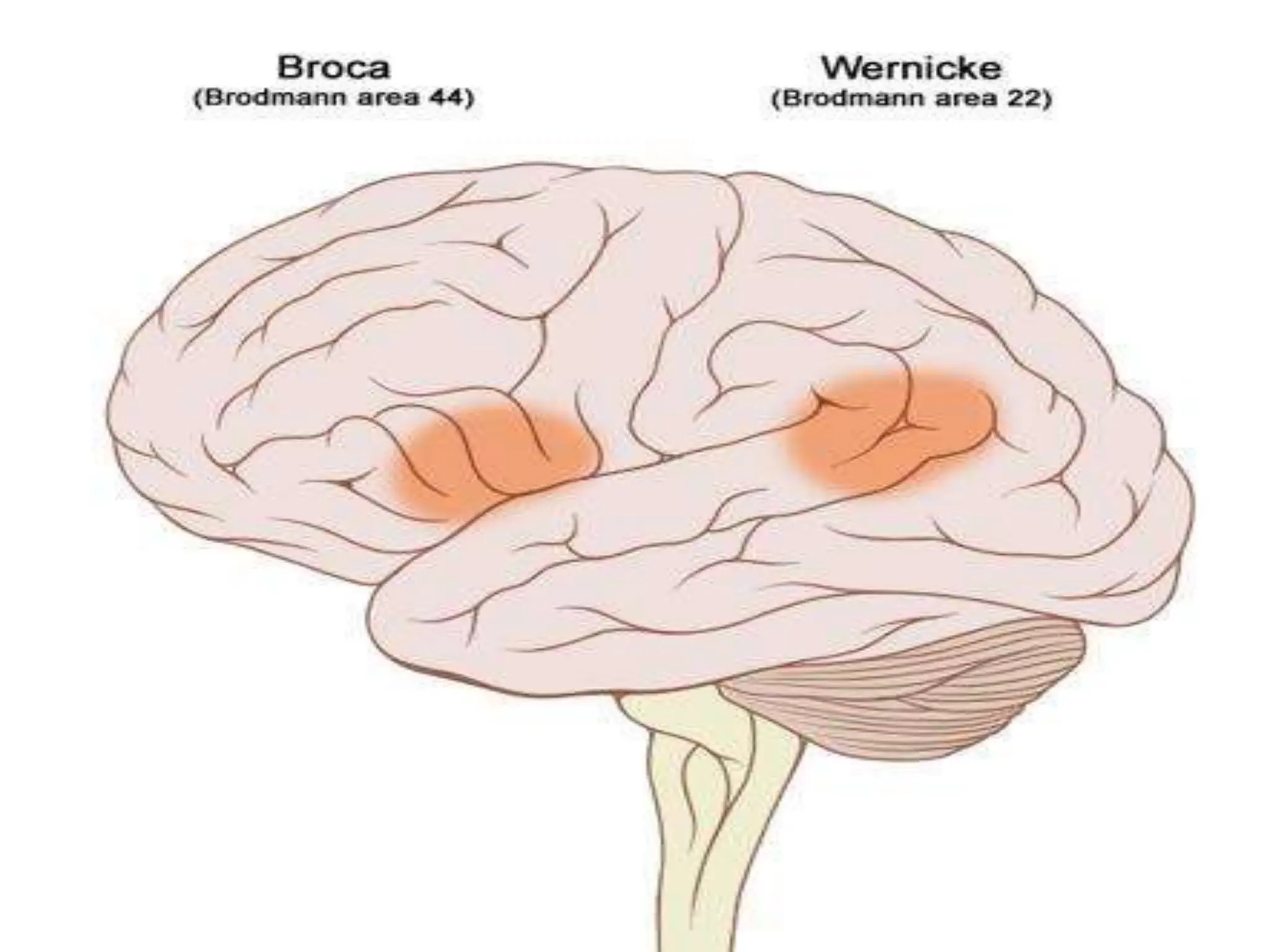 Brain and Language final 1 ggghhhhh.pptx | Brain and Nervous System ...