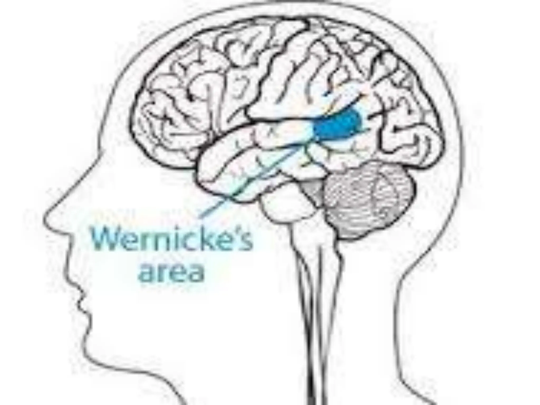 Brain and Language final 1 ggghhhhh.pptx | Brain and Nervous System ...