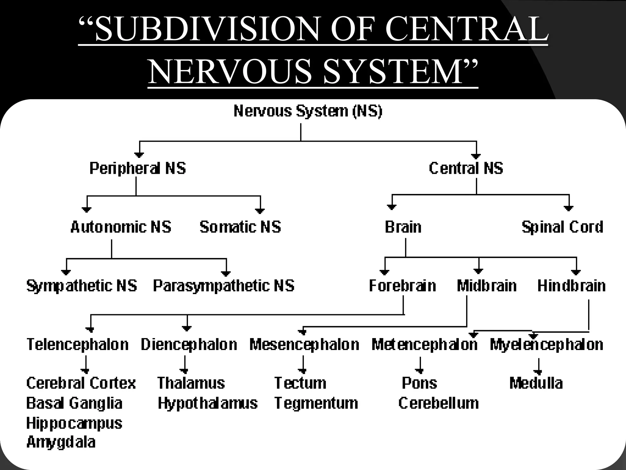 Brain and Language final 1 ggghhhhh.pptx | Brain and Nervous System Disorders | Diseases and ...