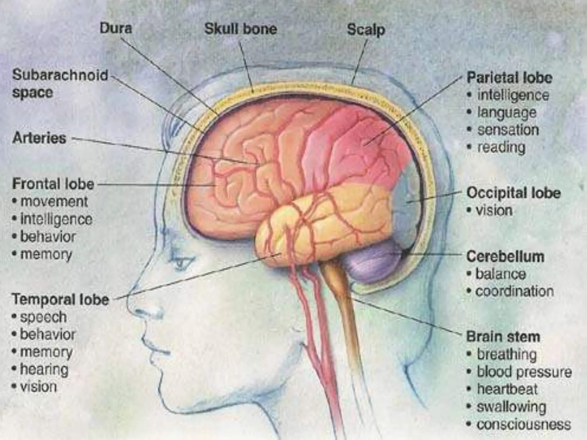 Brain and Language final 1 ggghhhhh.pptx | Brain and Nervous System Disorders | Diseases and ...