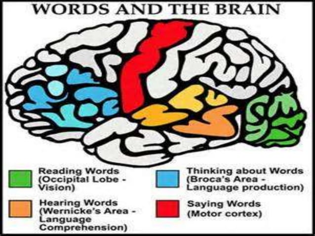 Brain and Language final 1 ggghhhhh.pptx | Brain and Nervous System ...