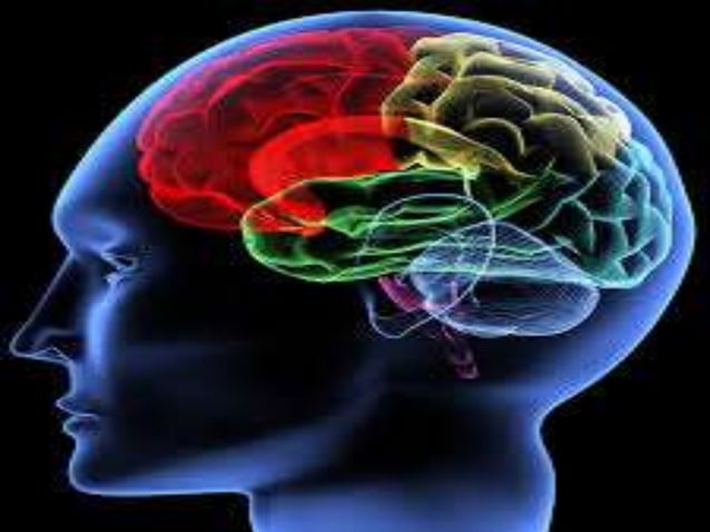 Brain and Language final 1 ggghhhhh.pptx | Brain and Nervous System ...