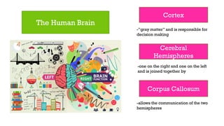 Brain and language | PDF