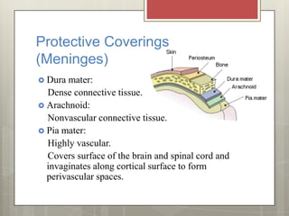 Brain and nerve | PPTX