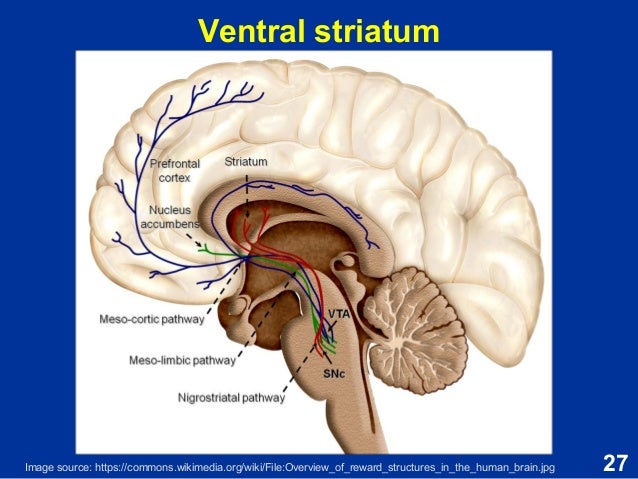Brain And Physiological Needs