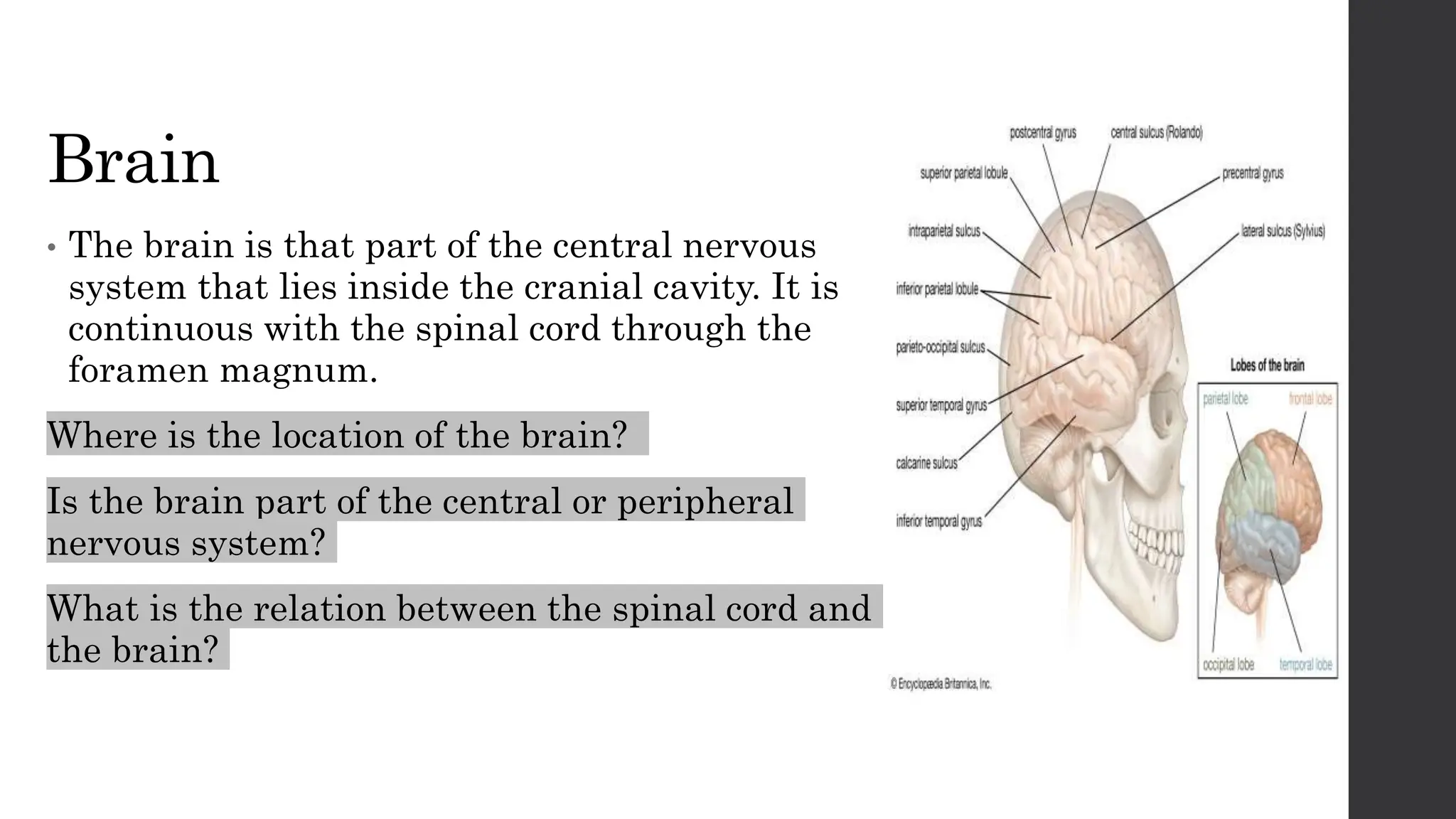 Overview of the anatomy of the brain and its physiology | PPT