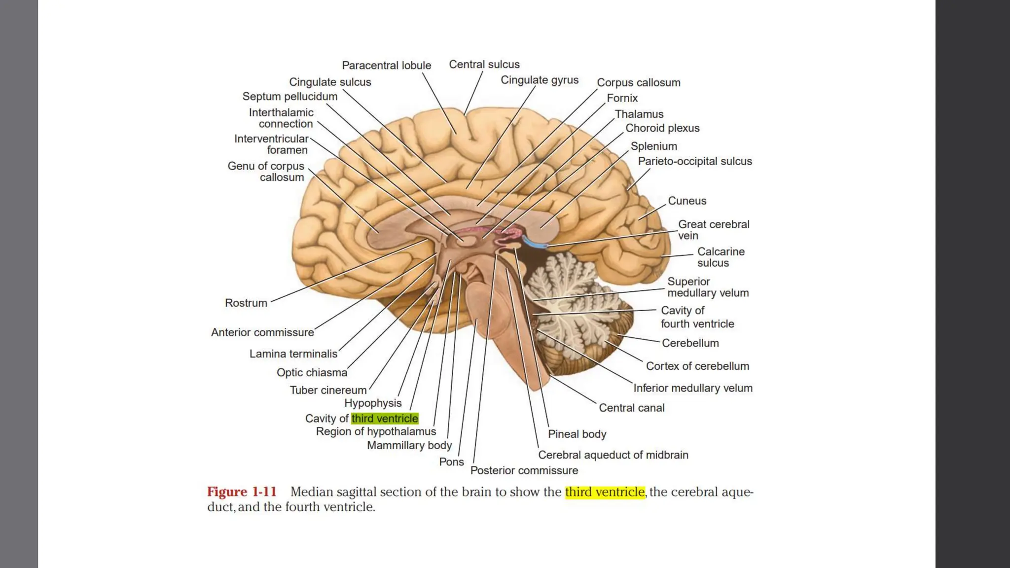 Overview of the anatomy of the brain and its physiology | PPT
