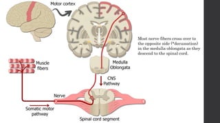 Overview of the anatomy of the brain and its physiology | PPT