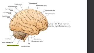 Overview of the anatomy of the brain and its physiology | PPT