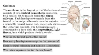 Overview of the anatomy of the brain and its physiology | PPT