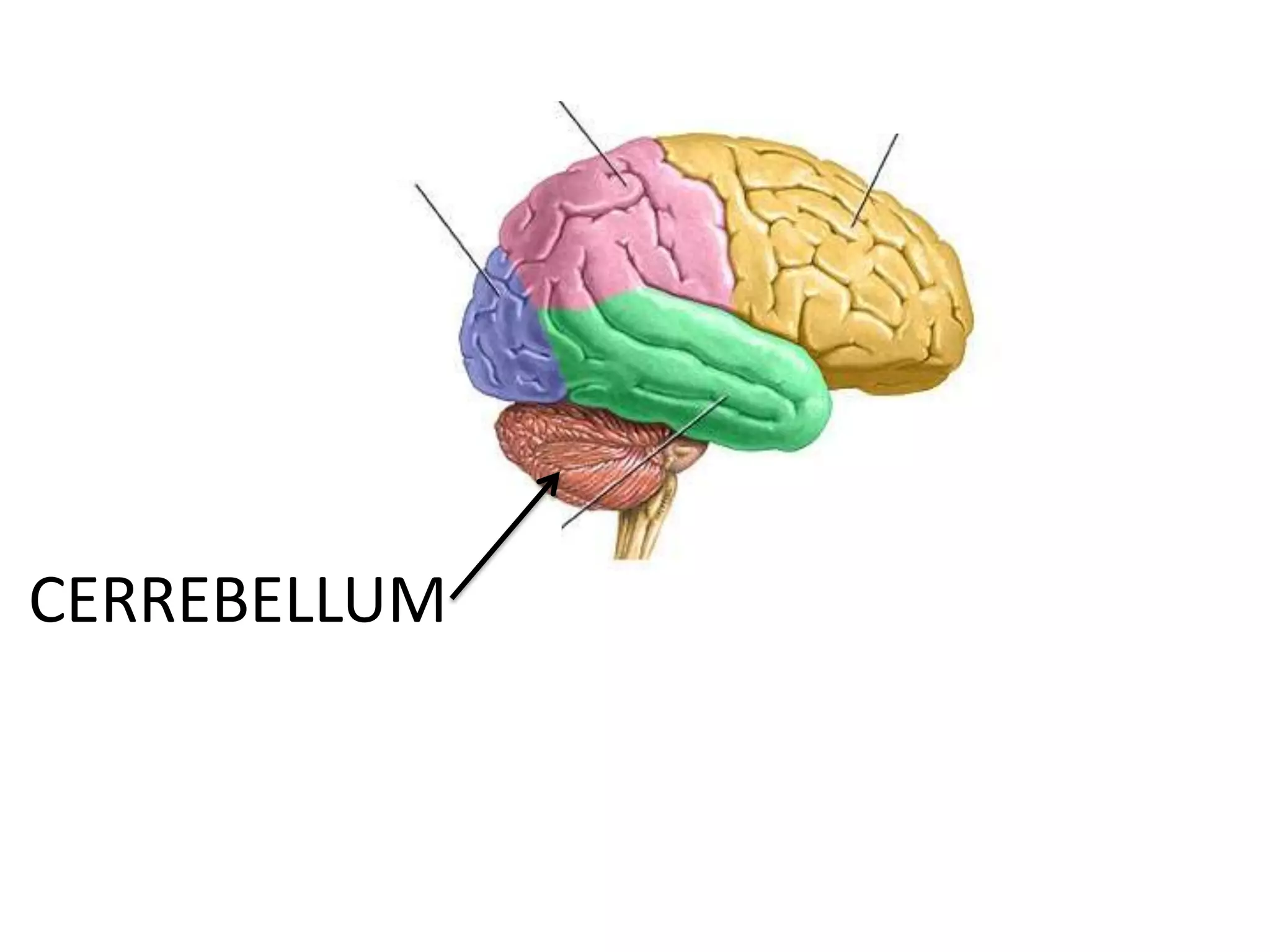 Brain architecture | PPTX