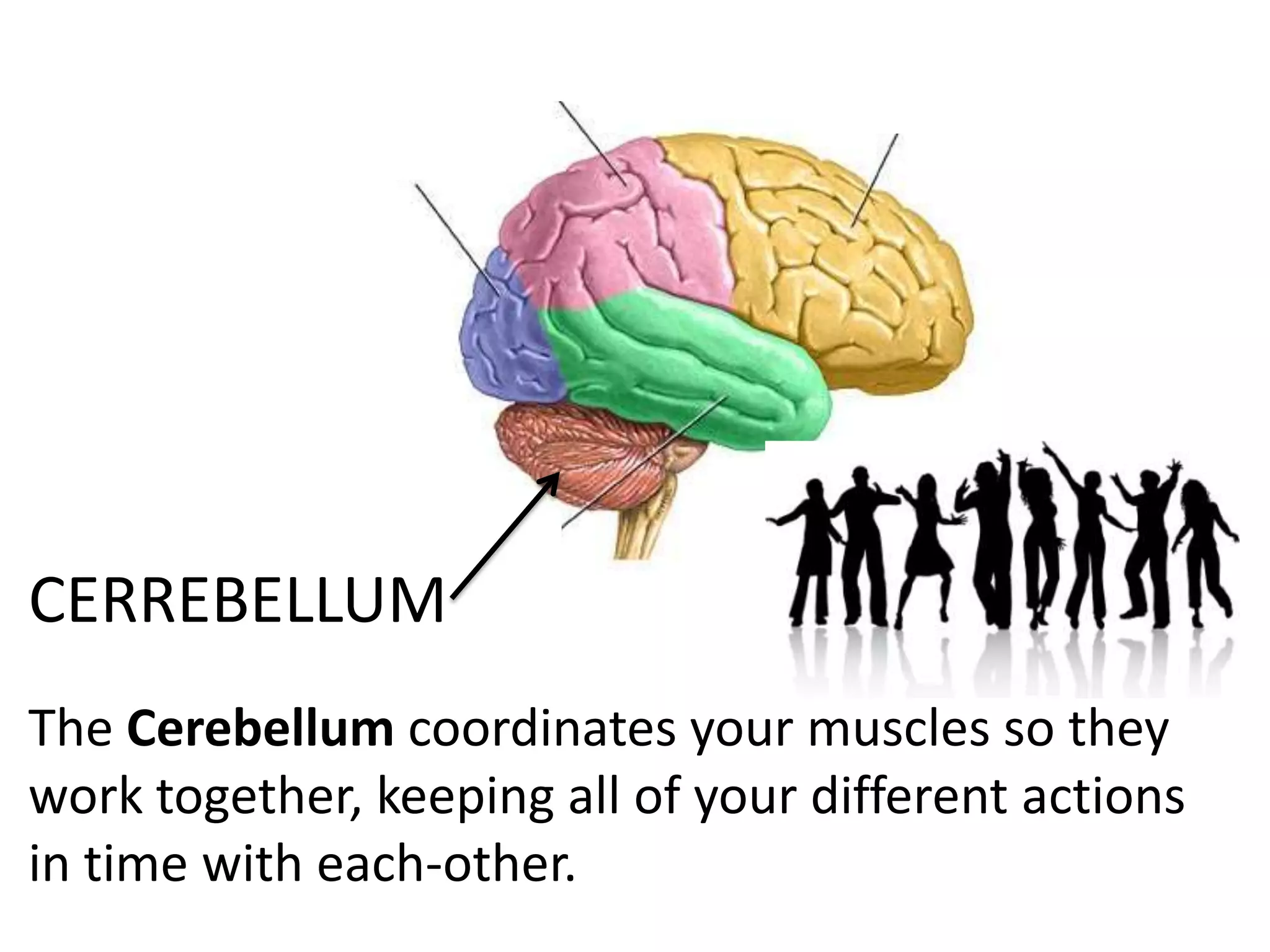 Brain architecture | PPTX