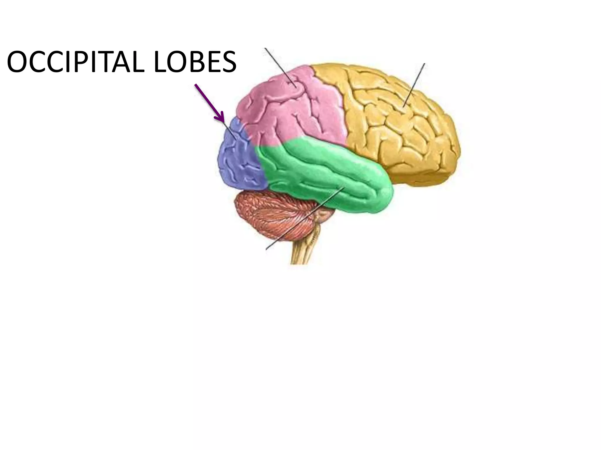 Brain architecture | PPTX