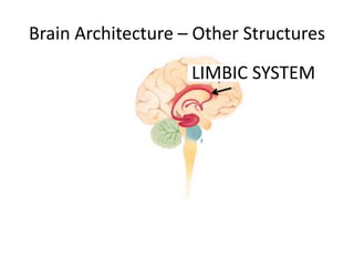 Brain architecture | PPTX