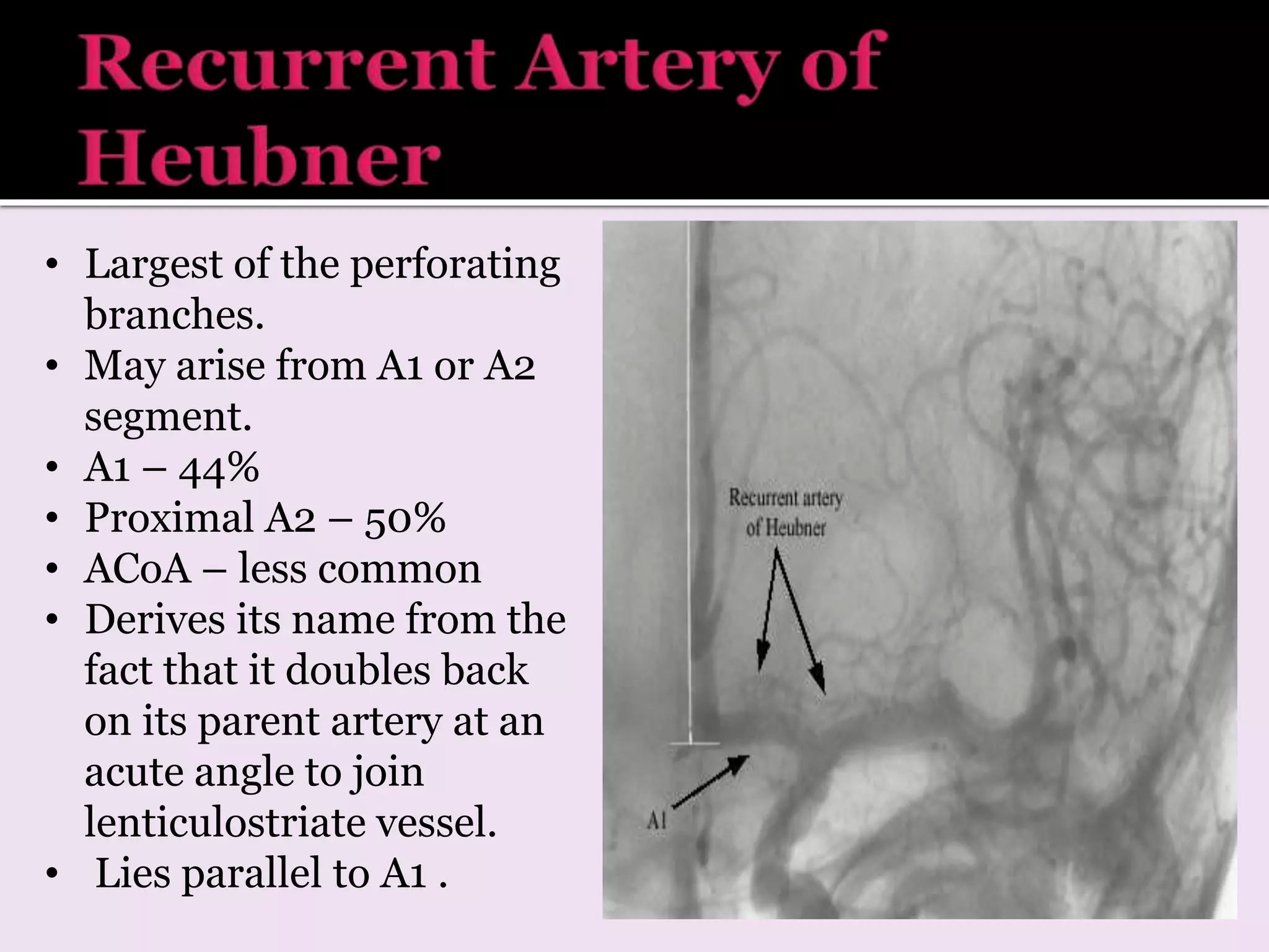 brain arterial anatomy 2vish.pptx