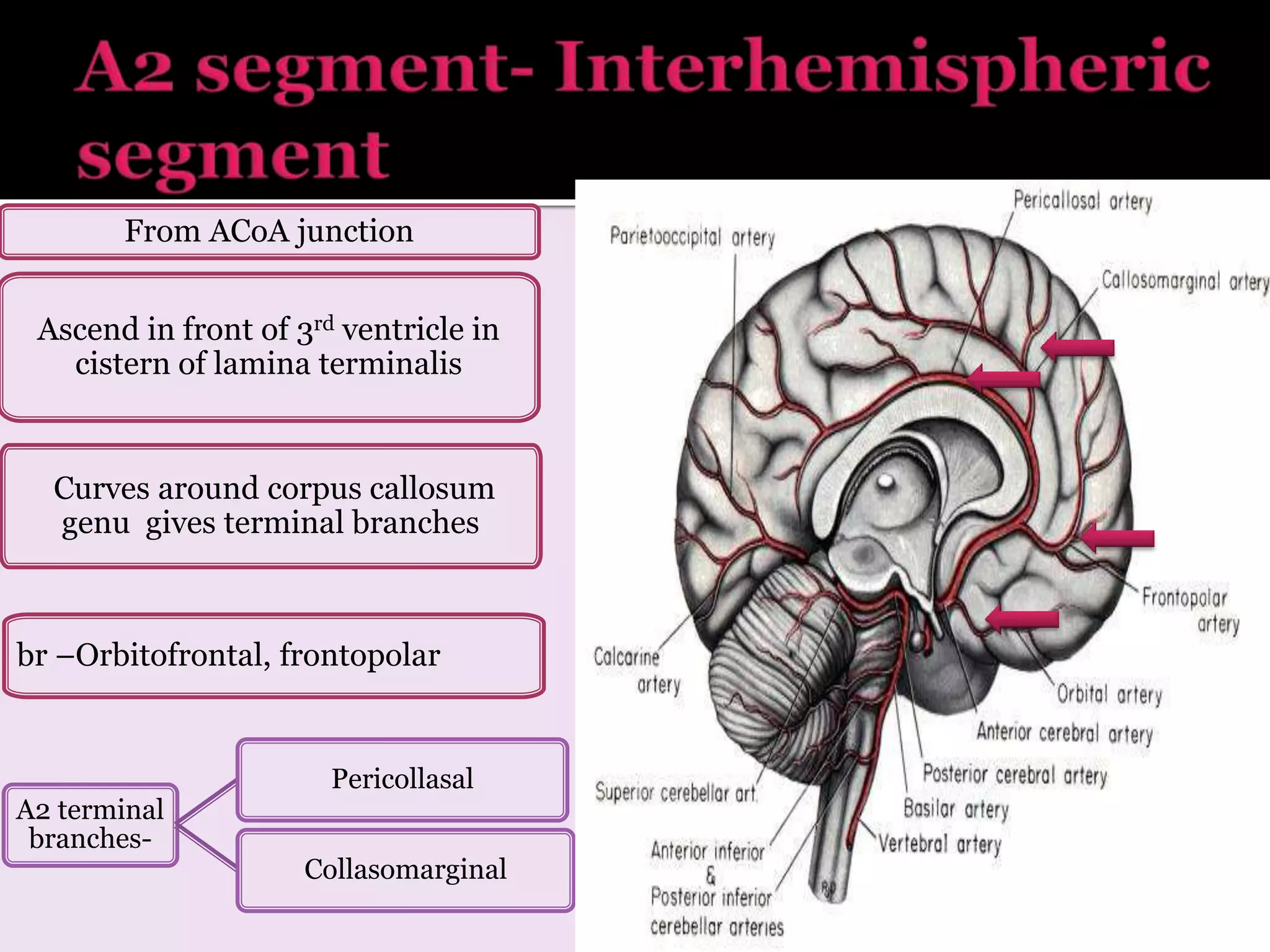 brain arterial anatomy 2vish.pptx