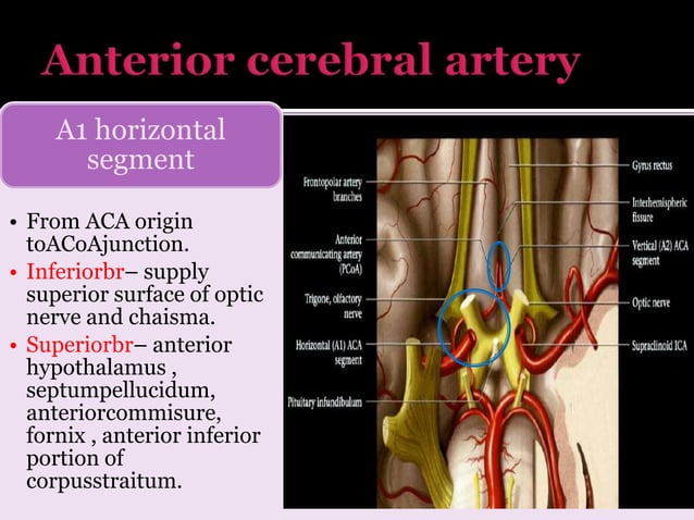 brain arterial anatomy 2vish.pptx