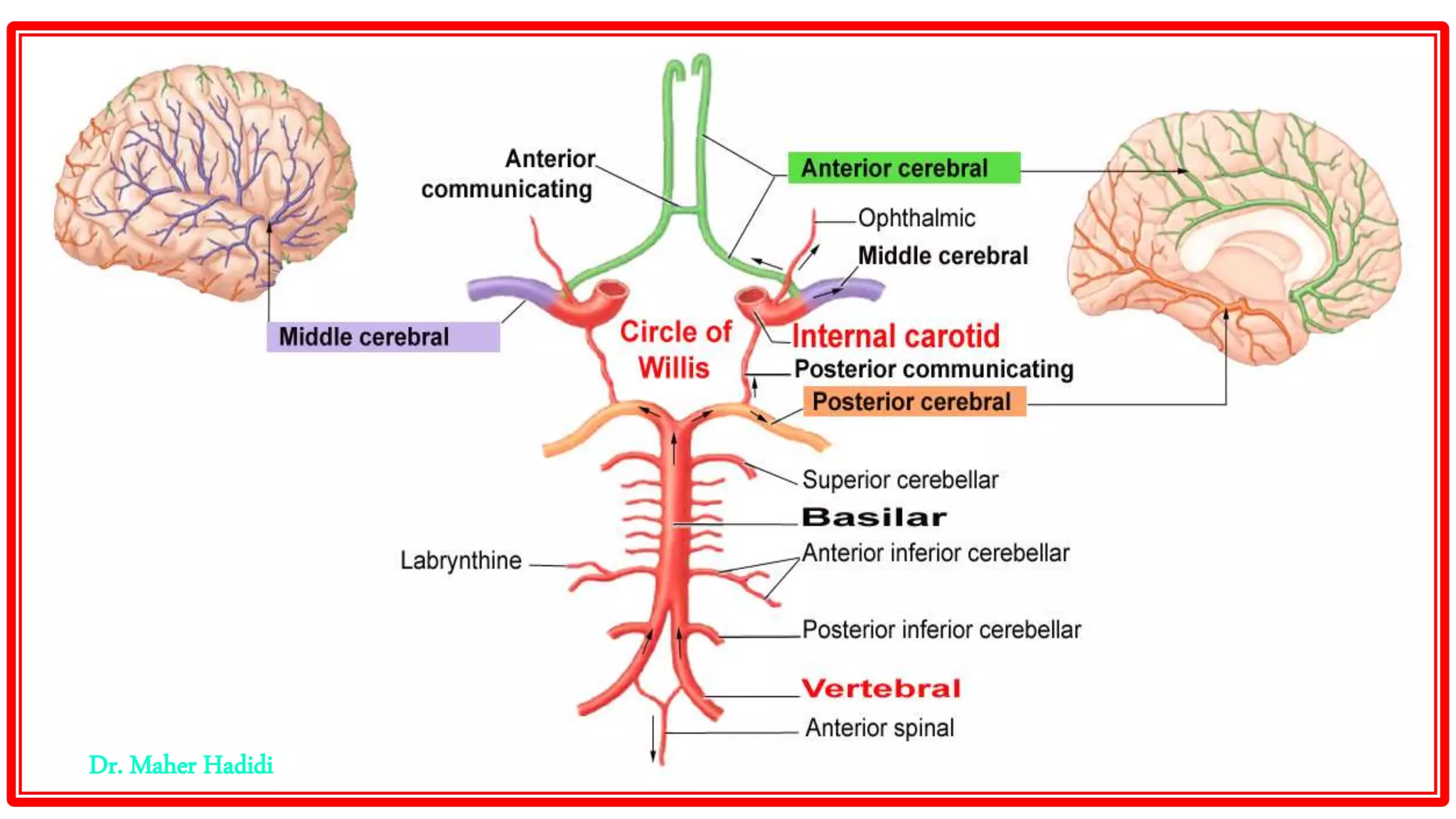 Brain arterial supply spring 2020 | PPTX | Death, Injury, or Military ...