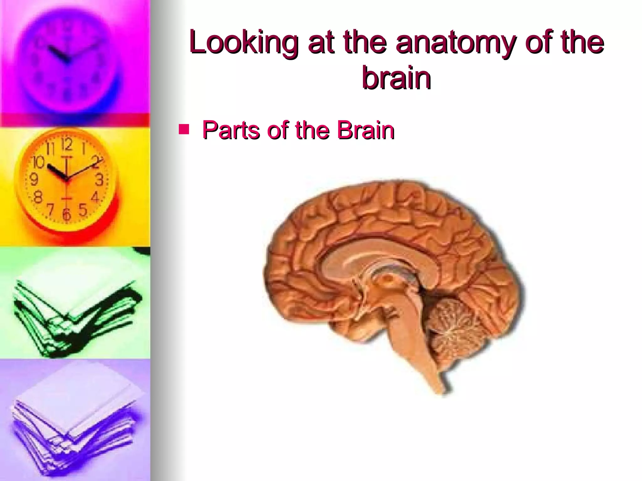 Brain-Based Learning | PPT