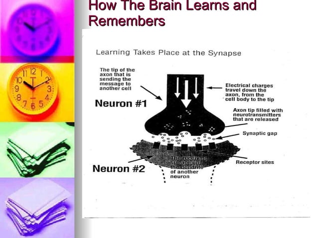 Brain-Based Learning | PPT | Brain and Nervous System Disorders ...