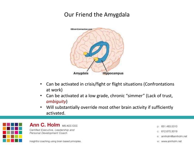 Brain based leadership | PPT