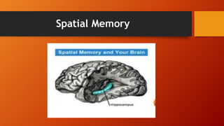 Brain based learning | PDF