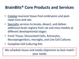 Brain bits® Overview | PPT