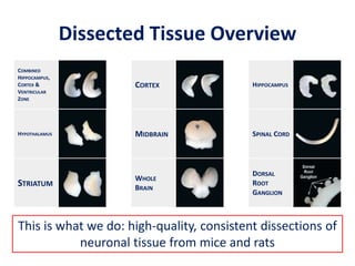 Brain bits® Overview | PPT