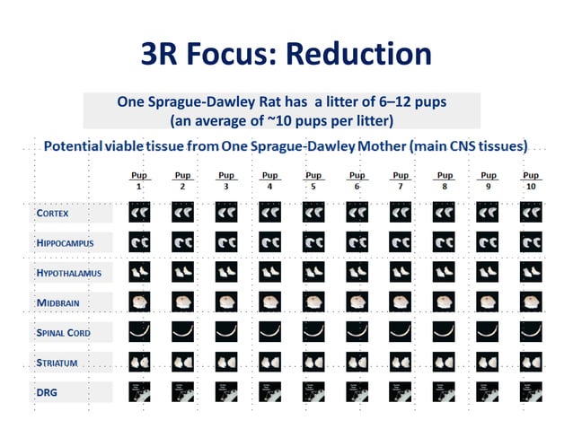 Brain bits® Overview | PPT