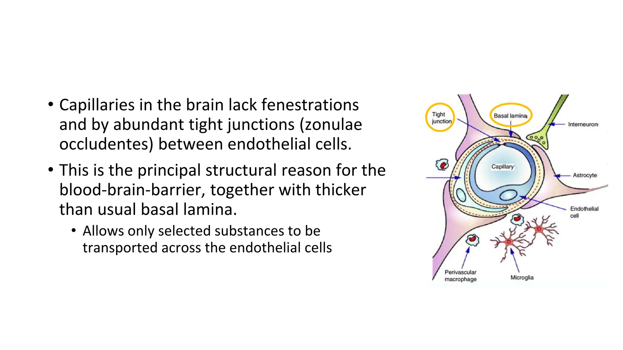 The Anatomy Revision The Brain Blood Supply | PPTX