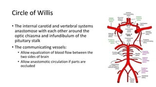The Anatomy Revision The Brain Blood Supply | PPTX