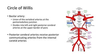 The Anatomy Revision The Brain Blood Supply | PPTX