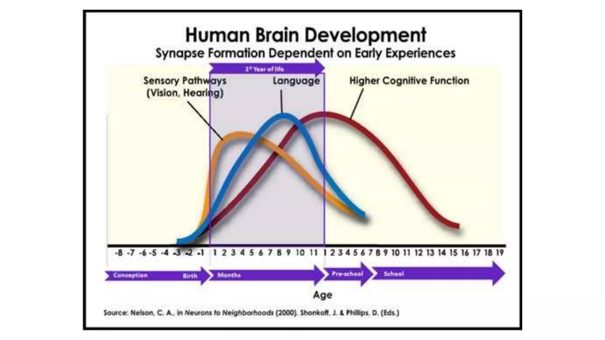 Brain, Body, and Behavior | PPTX | Parenting Babies and Toddlers ...