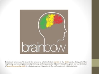 Brai Nbow | PPT