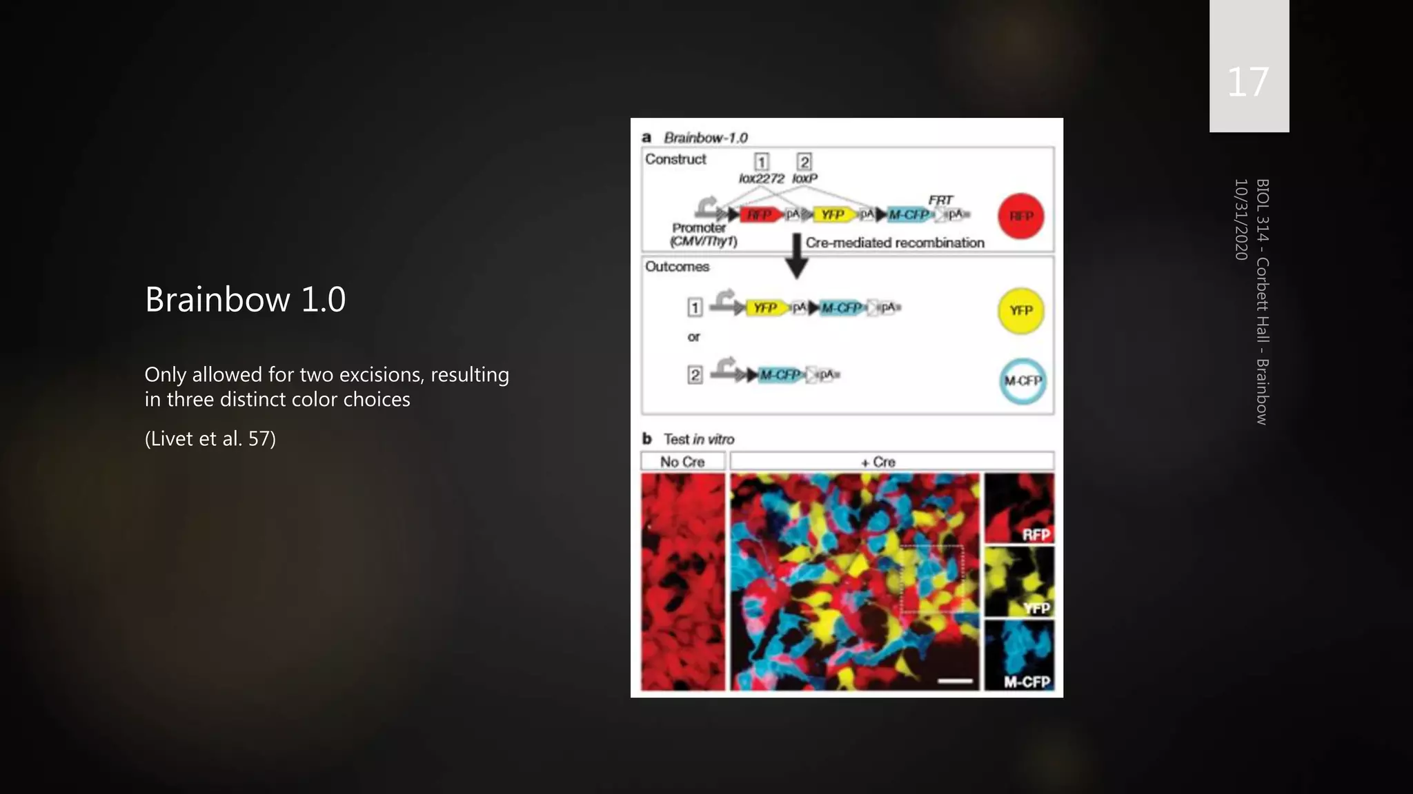 Brainbow - Combinatorial Fluorescent Protein Techniques to Map The ...