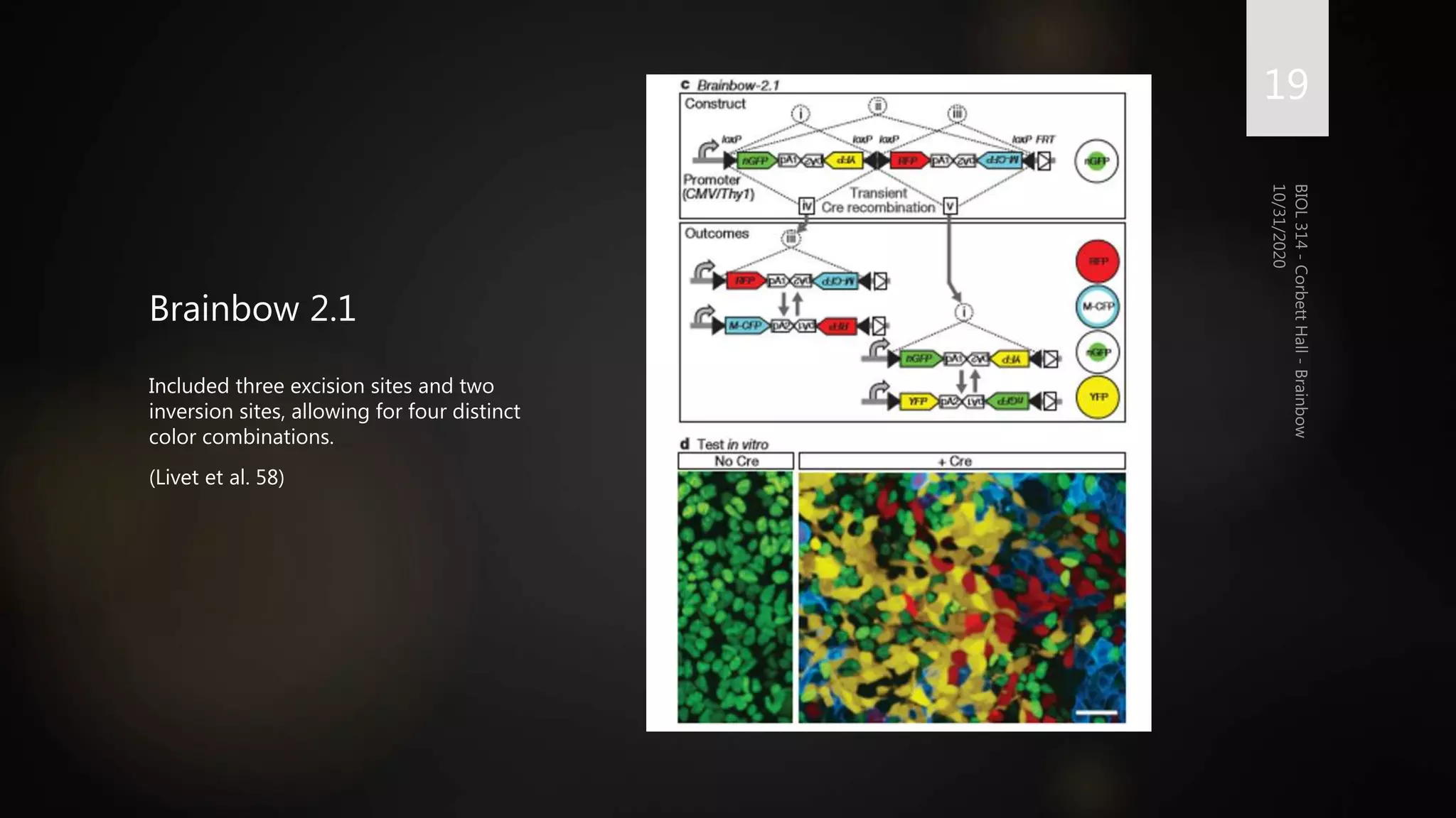 Brainbow - Combinatorial Fluorescent Protein Techniques to Map The Human Connectome | PPTX ...