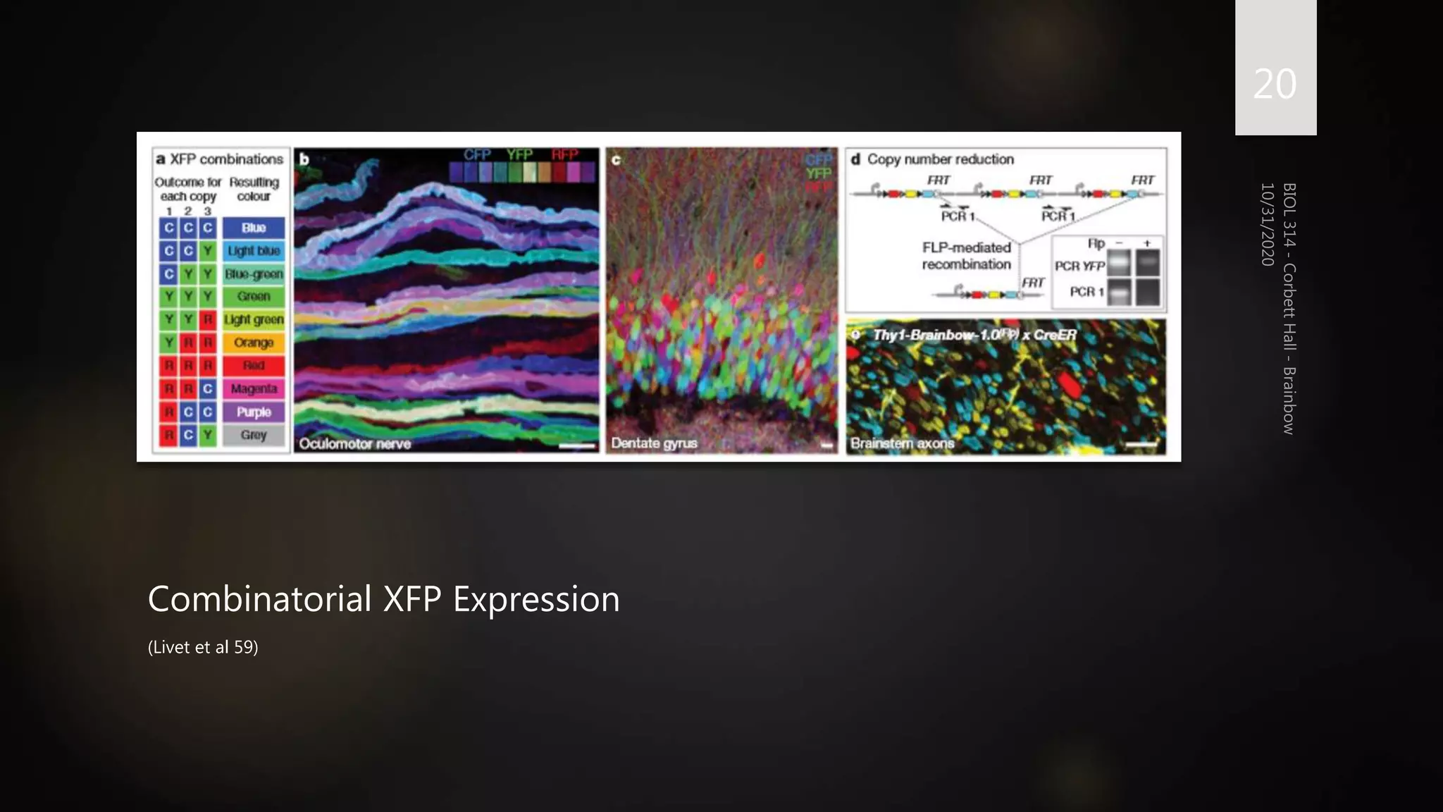 Brainbow - Combinatorial Fluorescent Protein Techniques to Map The ...